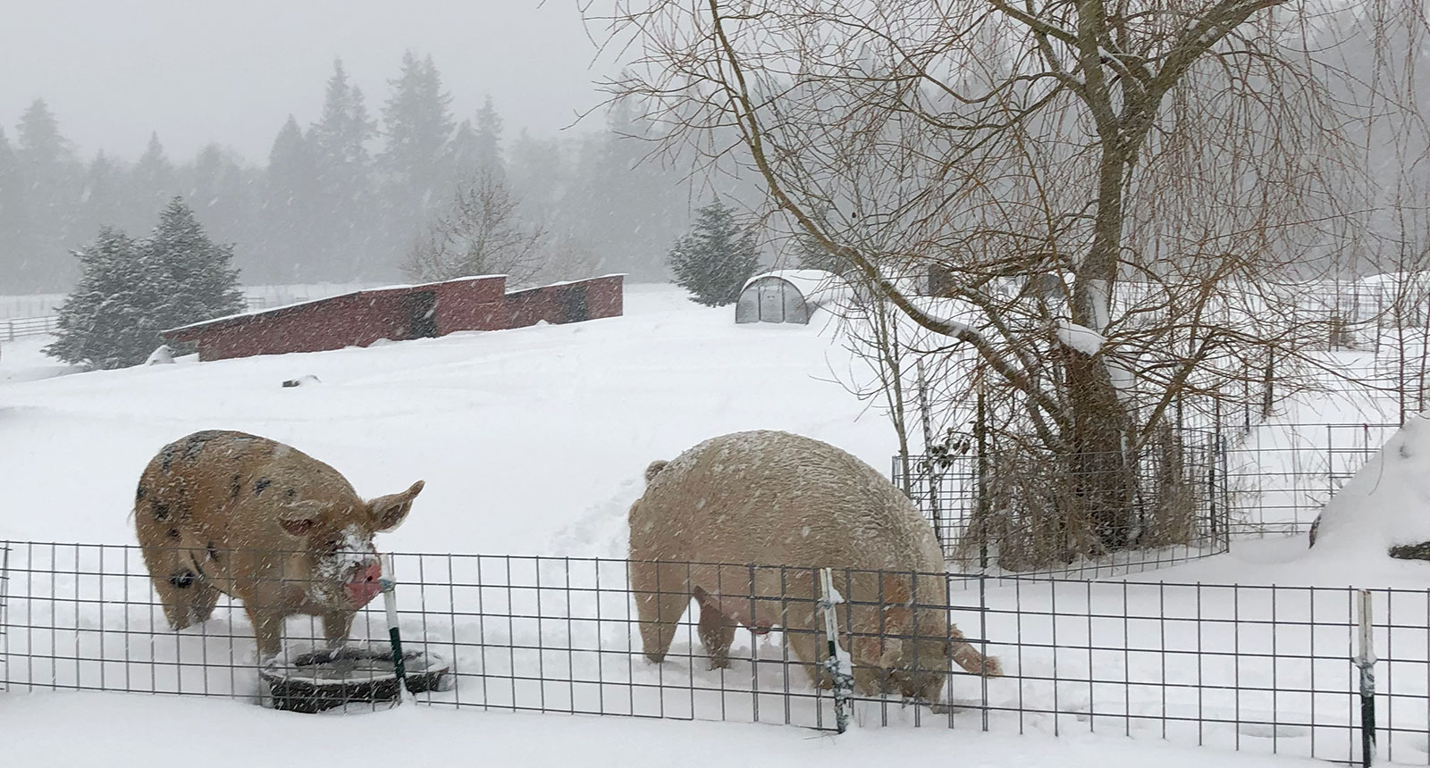 Pigs Peace Sanctuary needs your help in this tough Winter storm in the ...