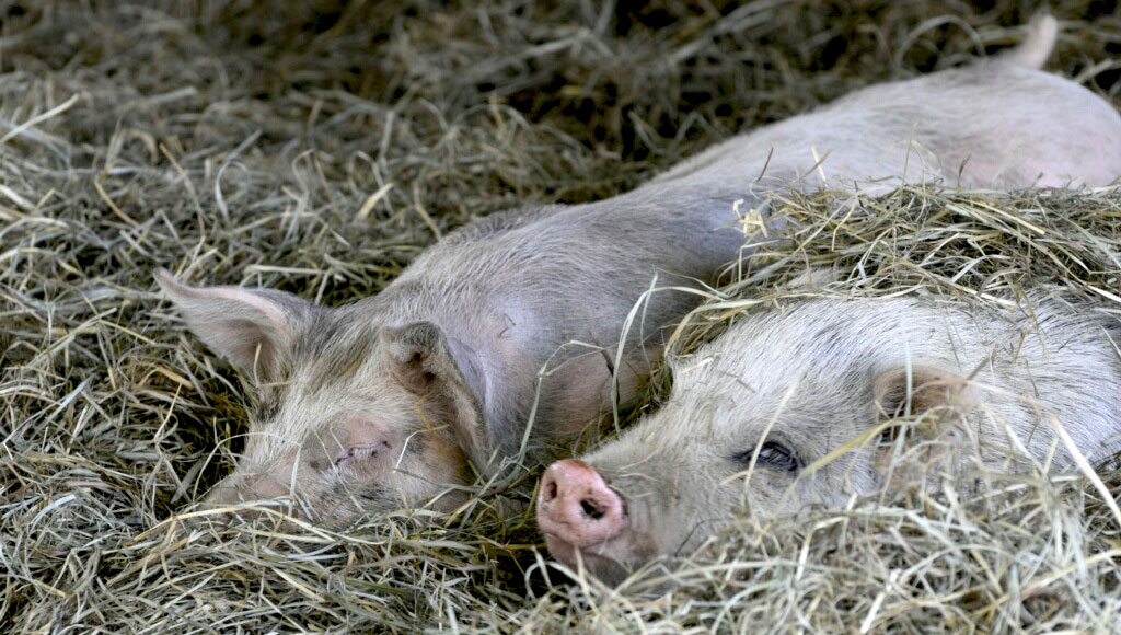 Pigs Peace Sanctuary needs your help in this tough Winter storm in the ...