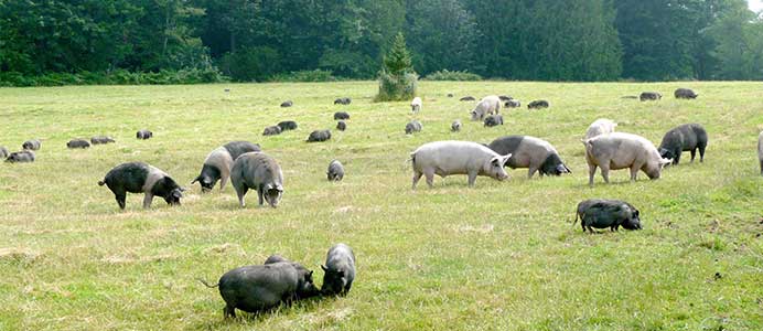 Pigs Peace Sanctuary
