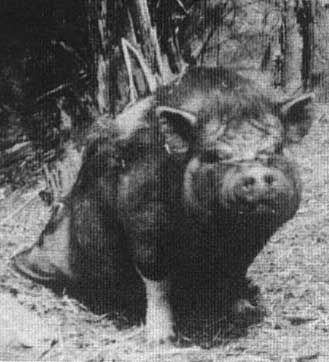 Little Oliver the pig